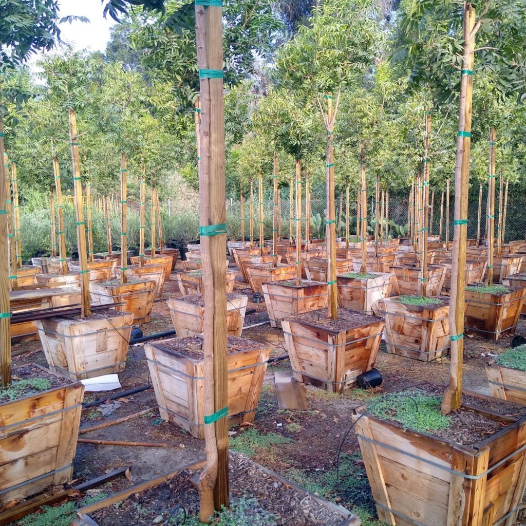 Tree Planting Services In Apple Valley CA. Arborist Tree Services