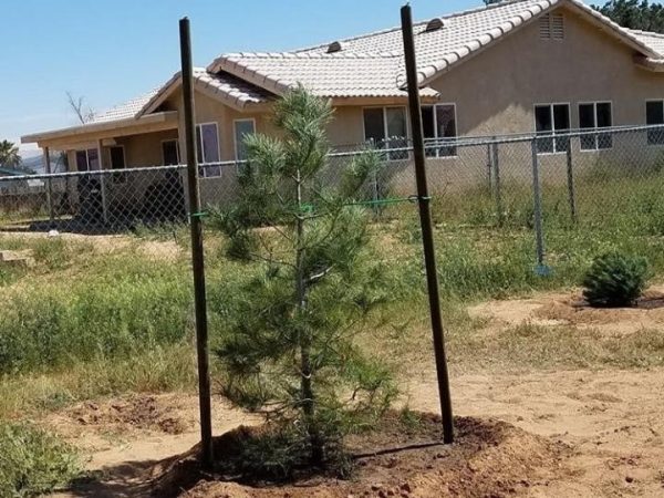 Tree Planting Services In Apple Valley CA. Arborist Tree Services